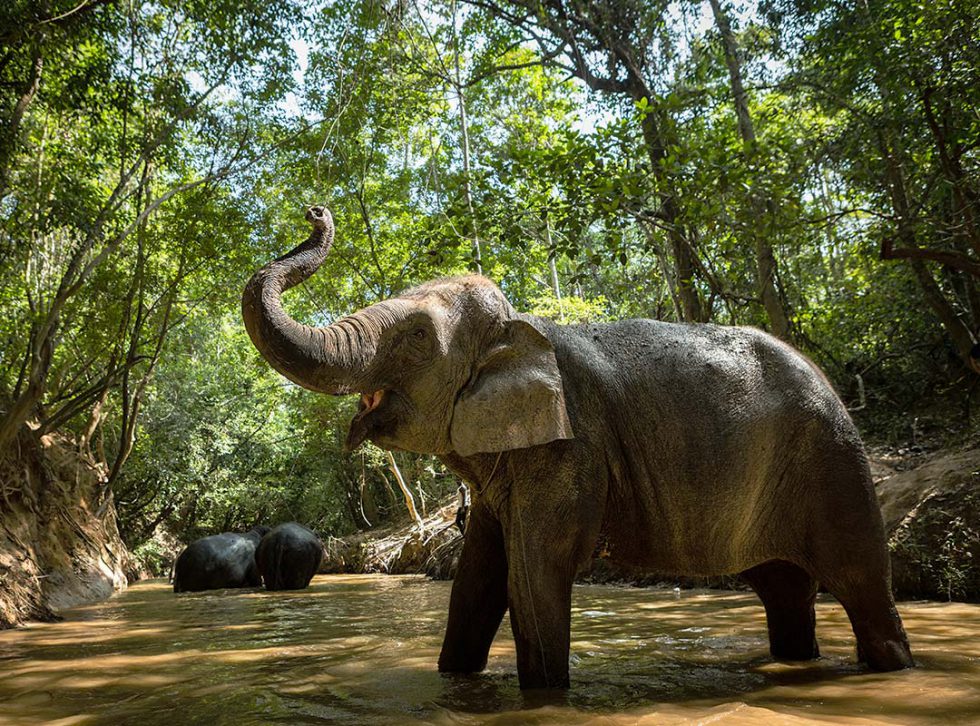 Contribute - Kulen Elephant Forest Sanctuary Siem Reap